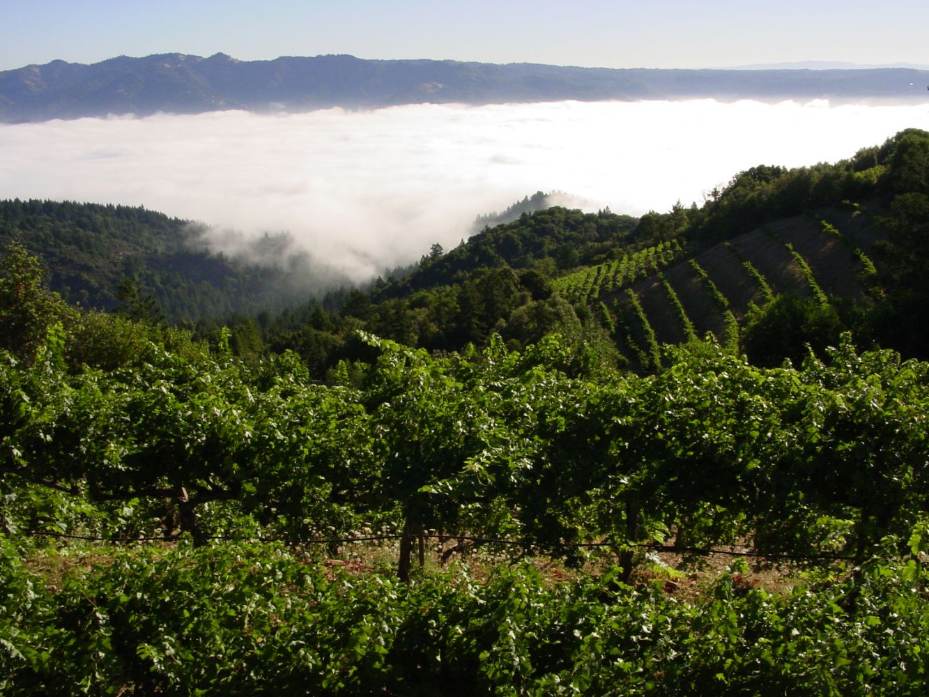 Spring Mountain Terroir | Spring Mountain District