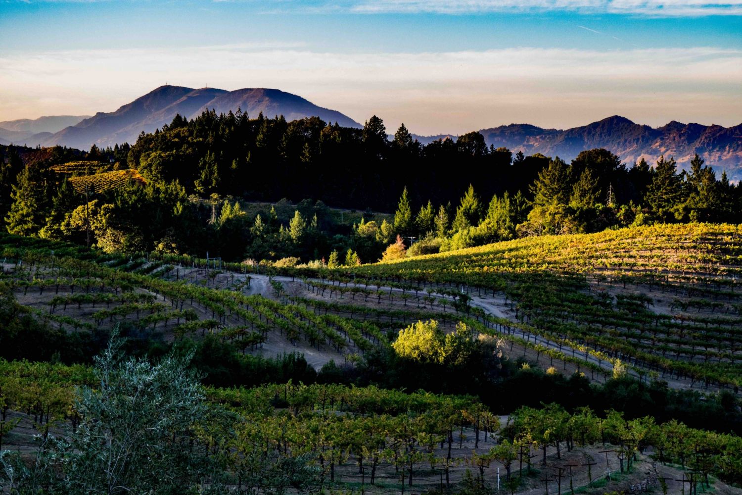 Wineries And Vineyards | Spring Mountain District | Napa